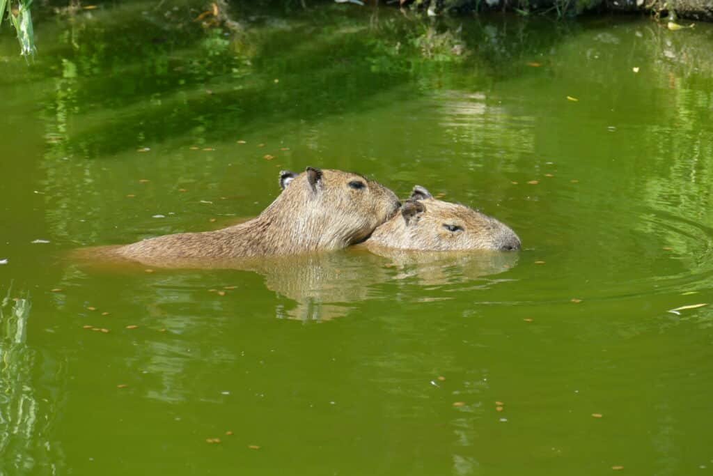 Entdecke die faszinierende Tierwelt im Tierpark Greifswald - Ein ...